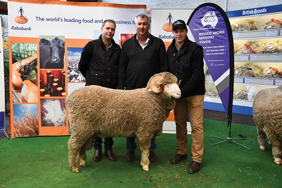 Gallery – LachRiver Merino and Poll Merino Sheep