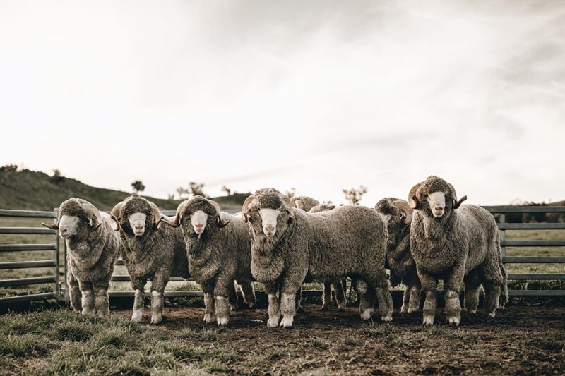 Ram Sale – LachRiver Merino and Poll Merino Sheep