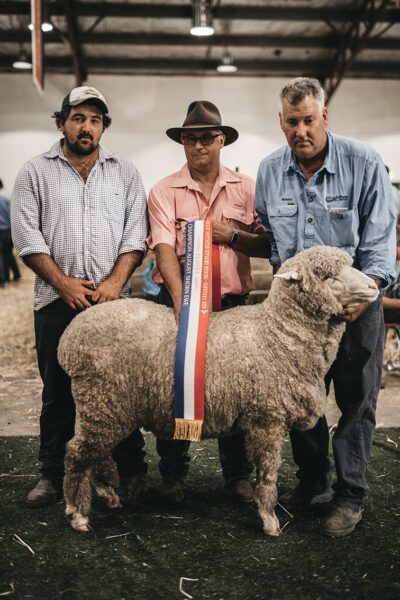 Show Results – LachRiver Merino and Poll Merino Sheep