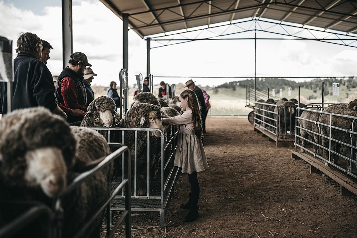 Gallery – LachRiver Merino and Poll Merino Sheep