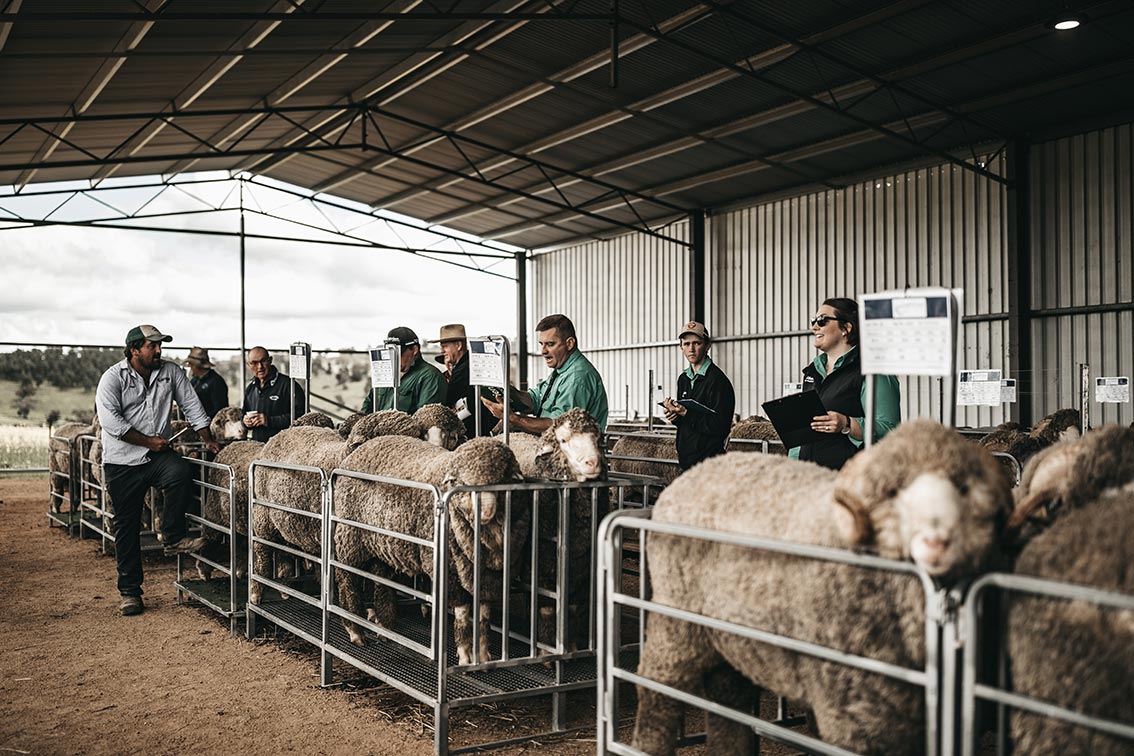 Gallery – LachRiver Merino and Poll Merino Sheep
