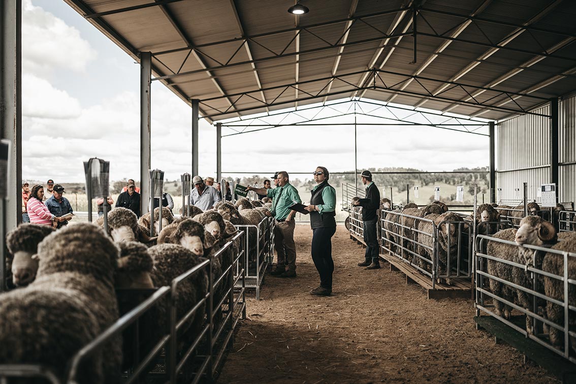 Gallery – LachRiver Merino and Poll Merino Sheep